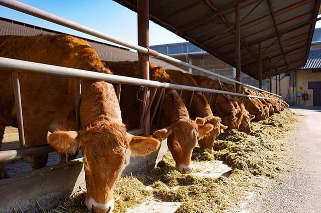 Diferentes razas de vacas para carne y leche – ParaCampo
