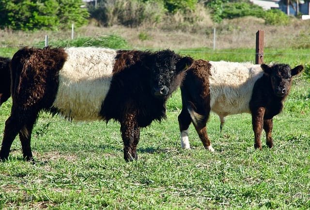 Diferentes razas de vacas para carne y leche