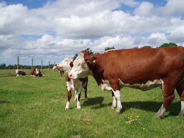 Diferentes razas de vacas para carne y leche