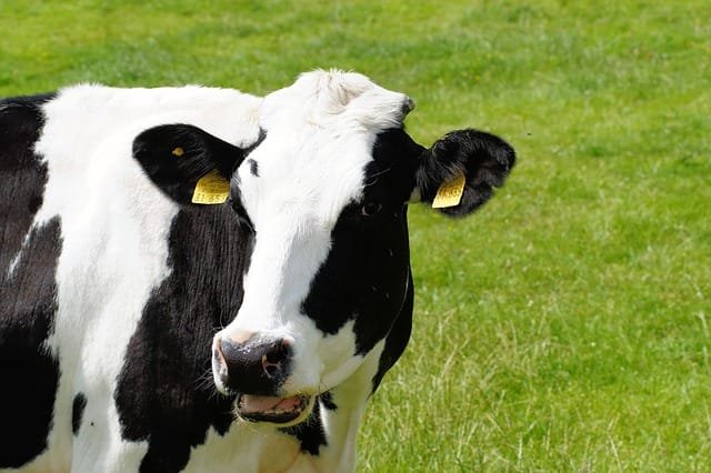 Diferentes razas de vacas para carne y leche